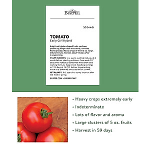 Burpee 'Early Girl',Slicing Tomato, 50 Non-GMO Seeds