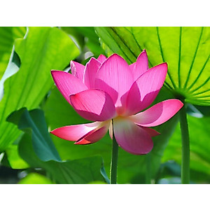 Ultra Telephoto 420-800mm F8.3 Manual Zoom Lens for Nikon DSLR F-Mount Cameras(D850 D810 D800 D610 D750 D500 D7200 D7500 D7100 D5600 D5300 D600 D3500 D3400 D3300 D3200 D5200 D5100 D5000 D7000 D700)