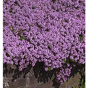 UtopiaSeeds Creeping Thyme Seeds - Thymus Serpyllum - Landscaping Ground Cover - Purple - Approximately 8000 Seeds