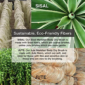 Ginger Chi Dry Brush for Skin, Dry Brushes for Body - Natural Bristle Brush for Dry Brushing Skin (Sisal Dry Brush)