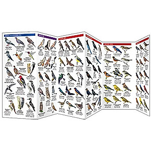 San Francisco Birds: A Folding Pocket Guide to Familiar Bay Area Species (Nature Observation North America)