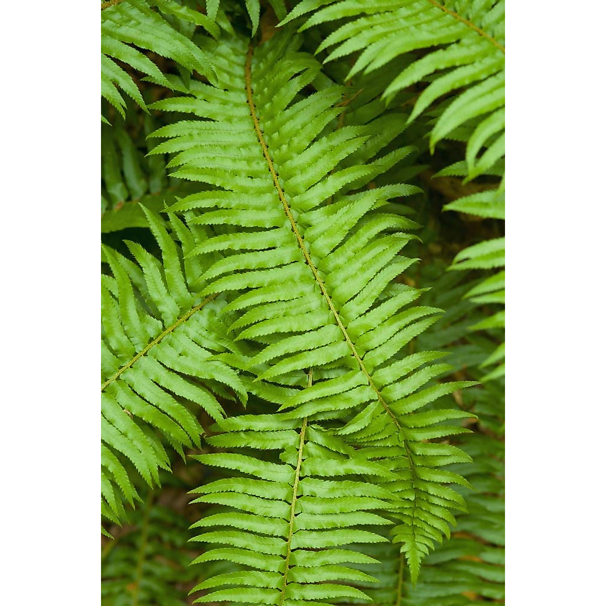 Posterazzi DPI12326324 Lush, Green Ferns Thetis Island, British Columbia, Canada Photo Print, 12 x 19, Multi