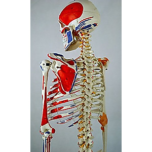 Wellden Product Anatomical Human Muscular Skeleton Model, w/Ligament, Numbered, Life Size 170cm