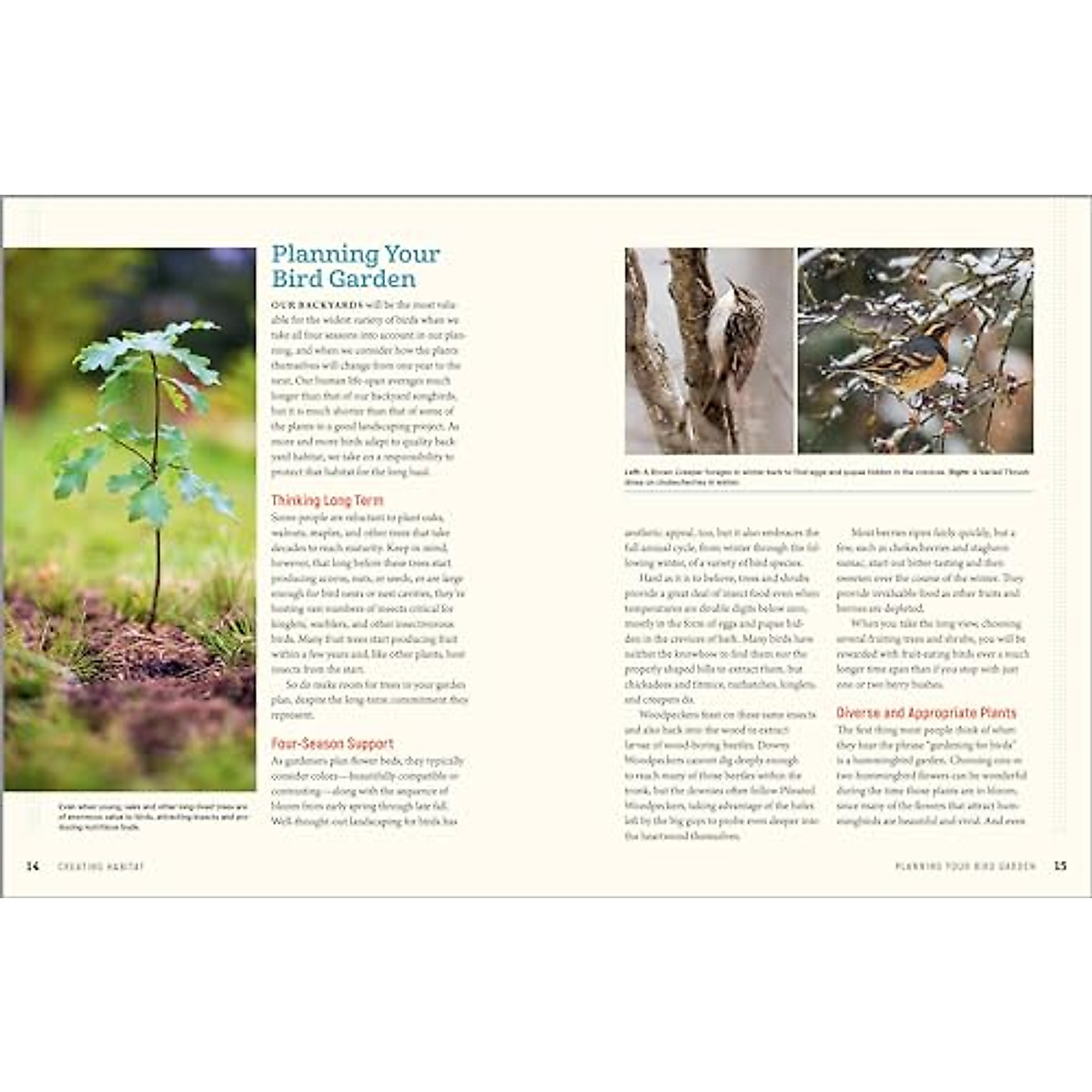 100 Plants to Feed the Birds: Turn Your Home Garden into a Healthy Bird Habitat