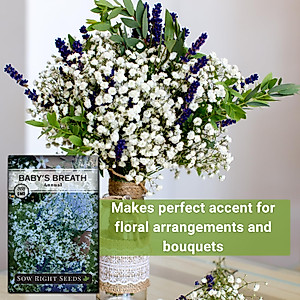 Sow Right Seeds - Annual Baby’s Breath Seeds for Planting - Non-GMO White Flowers Heirloom Packet with Instructions to Plant in Your Home Garden - Snow Like Blooms - Fresh and Dried Cut Flower (1)