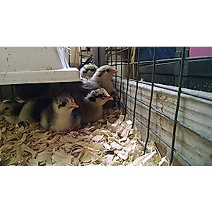 SWEETER HEATER Infrared Heater for Chicks & Pets, Side Mount 11x16, 50 Watt