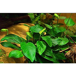 Greenpro (Anubias Nana Petite Lava Stone) Anubias, Java Fern, Moss and More! Freshwater Live Aquarium Plants on Driftwood for Aquatic Tropical Fish Tank Decorations - Easy to Drop