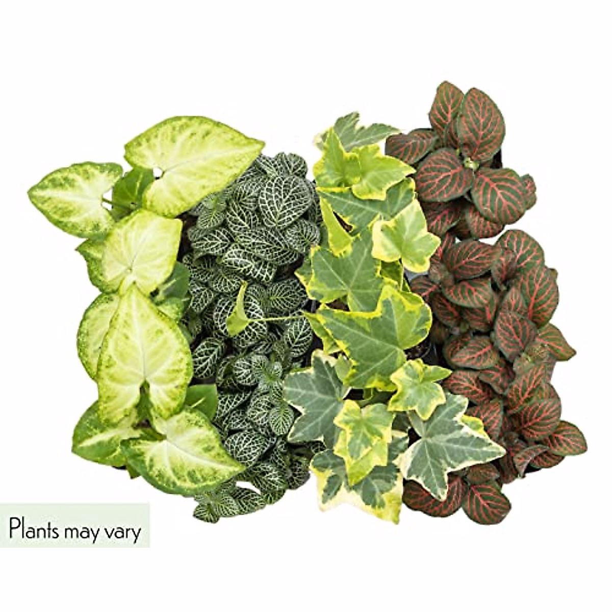 Easy to Grow Houseplants (12 Pack) Live House Plants in Plant Containers, Growers Choice Plant Set in Planters with Potting Soil Mix, Home Décor Planting Kit or Outdoor Garden Gifts by Plants for Pets