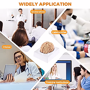 WICHEMI Human Brain Model 9-Part Model of Brain Life Size Brain Anatomy Model w/Display Base for Teaching Neuroscience with Vessels Science Classroom Study Display Learning Medical Model