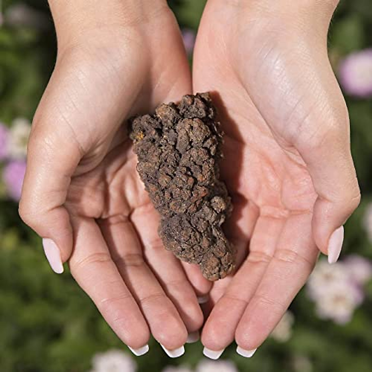 KALIFANO Authentic Prehistoric Dinosaur Coprolite Feces Trace Fossil - Fossilized Dinosaur Dung Poop Coprolite from Madagascar (Information Card Included)