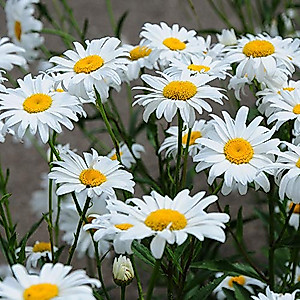 Outsidepride Perennial Chrysanthemum Shasta Daisy Wild Flowers Great for Cutting - 5000 Seeds