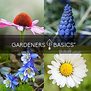 Perennial Flower Seeds for Planting Outdoors (5 Variety Pack) Lupine, Columbine, Echinacea Purple Coneflower, Black Eyed Susan, Shasta Daisy for Pollinators Wildflower Seed by Gardeners Basics