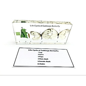 Lifecycle of a Cabbage Butterfly Paperweight Science Classroom Specimens for Science Education