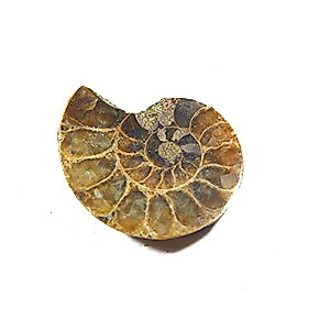 XUETZALCOATL Deveshah Sudarshan Shaligram 1.5cm - 2.5cm from Kali Gandaki 1 pcs