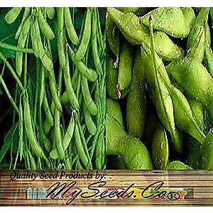 Japanese Edamame Seeds ~~ Soy Bean HIGH in Protein - Young Soy Bean - 80-90 Days (0125 Seeds - 1 oz)