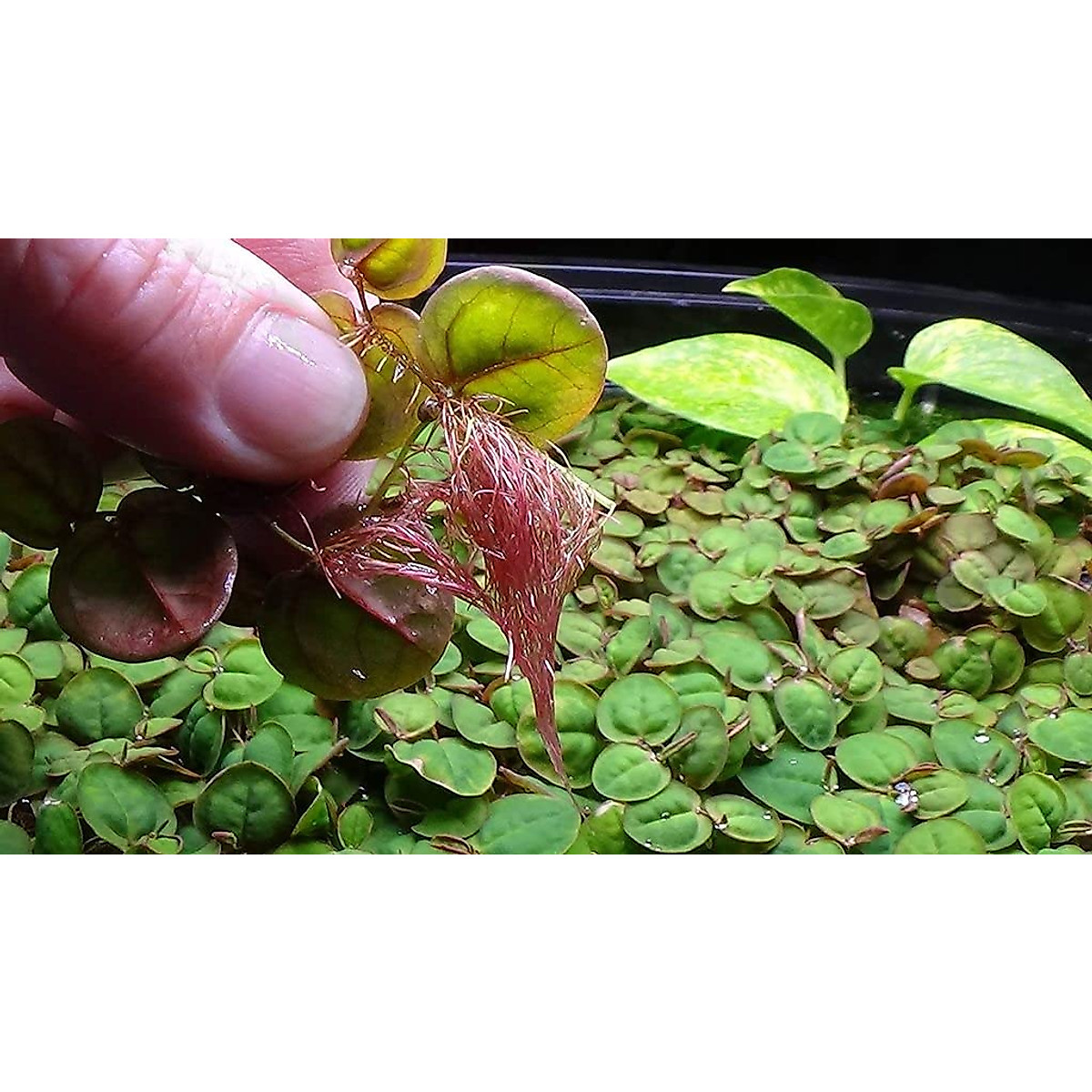 Canton Aquatics - 30+ Red Root Floater - Live Aquarium Plants - 4oz Cup