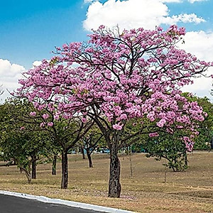 CHUXAY GARDEN Tabebuia Heterophylla Seed,Pink Trumpet Tree 10 Seeds Exotic Flowering Tree Highly Fragrant Wonderful Choice for Garden