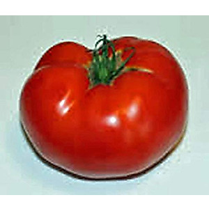 Tomato, Rutgers, Heirloom, 25 Seeds, Deliciously Sweet RED Tasty Fruit