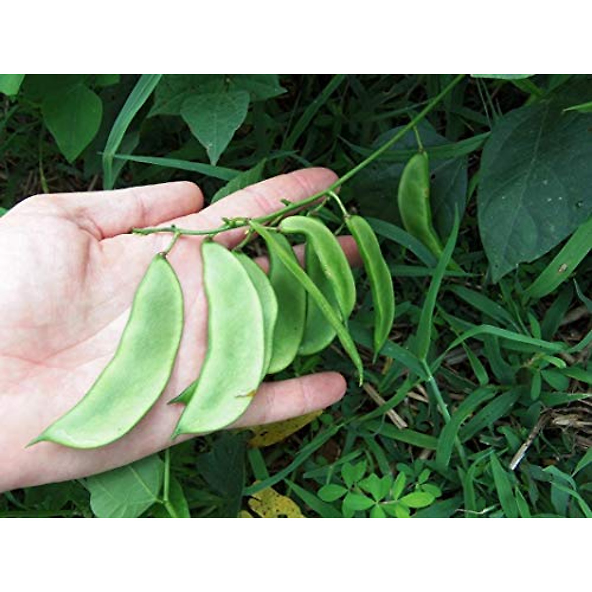 Henderson Baby Lima Bean Seeds for Planting, 30+ Heirloom Seeds Per Packet, (Isla's Garden Seeds), Non GMO Seeds, Botanical Name: Phaseolus lunatus, Great Yields, Excellent Garden Gift