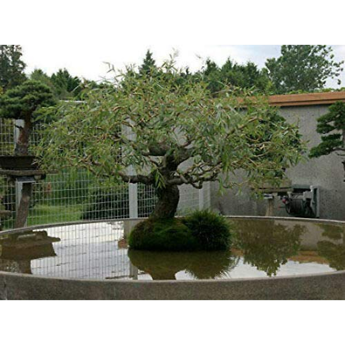 Bonsai Tree Dragon Willow - Thick Trunk Cutting - Indoor/Outdoor Live Bonsai Tree - Old Mature Look Fast - Ships from Iowa, USA