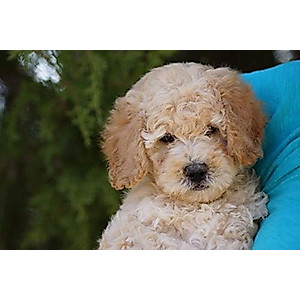 PET SUPPLEMENTS Dog itching Skin Relief - Dogs Hair and Coat Complex - Advanced Skin Relief - Good for Nails - Dog Vitamin c - 2 Bottles (120 Tablets)