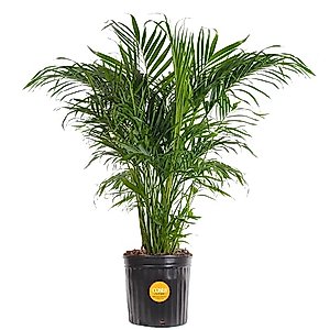 Costa Farms Cat Palm, Live Indoor Houseplant in Indoor Garden Plant Pot, Floor Plant Potted in Potting Soil, Housewarming Gift for New Home, Living Room, Office, Patio Palm Tree Decor, 3-4 Feet Tall