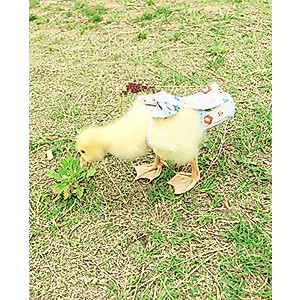 HEZHUO Duck Diapers, Chicken Diapers, Special Diapers for Poultry, Chicken, Duck and Goose Waterproof, Adjustable, Washable and Reusable Diapers，Poultry Supplies, Duck Supplies (M:200g-250g)