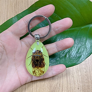 QTMY 6 Pack Insect in Resin Specimen Collection Luminous Glow in The Dark Keychain Keyring ,Halloween Christmas Science Classroon Decor Kits Set Education