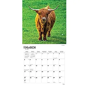 Cows | 2024 12 x 24 Inch Monthly Square Wall Calendar | BrownTrout | Domestic Farm Animals