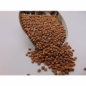 25+ pk Sparkler White Tip Radish Seed, Home Garden, Sprouting Seeds