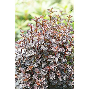 Proven Winners PHYPRC1067800 Summer Wine Black Live Shrub 4.5" Quart White