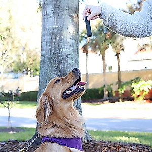 Every Day Naturals Dog Dental Chew, No Brush Toothpaste for Small Breeds, Freshens Breath, Unique Texture Helps Reduce Plaque & Tartar, 10 oz, 1 Pack