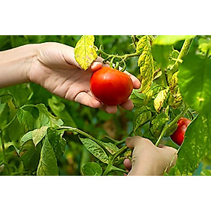 New Yorker Tomato Seeds for Planting, 100+ Heirloom Seeds Per Packet, (Isla's Garden Seeds), Non GMO Seeds, Botanical Name: Solanum lycopersicum, Great Home Garden Gift