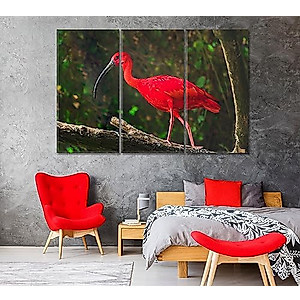 Exotic Bird Scarlet Ibis Canvas Print 1 Panel / 36x24 inches