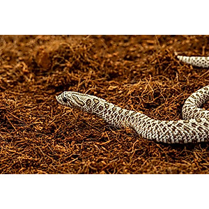 ReptiEarth Fine Coconut Fiber Substrate, Fluffy Small-Strand Reptile Substrate and Snake Bedding for Bioactive Terrarium Tanks, Organic Coco Fiber for Lizards, Frogs, Tarantulas (12 Quart)