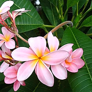 Set of 4 100% Hawaiian Plumeria (Frangipani) Plant Cuttings....From a PEST-FREE certified Hawaiian nursery with the proper U.S. Department of Agriculture stamp.