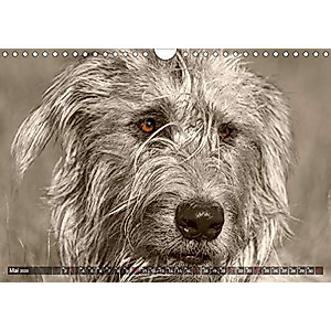 Windhunde eye-catcher (Wandkalender 2020 DIN A4 quer): Sepia-colorierte Fotos vom Galgo Español (Monatskalender, 14 Seiten )