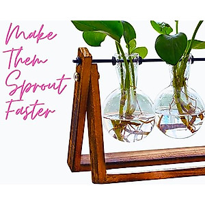 Plant Propagation Station Terrarium with Wooden Stand – Plant Terrarium Stand with 4 Glass Planters for Indoor Plants – Air Plant Holder for House Plants, Home and Office Decor