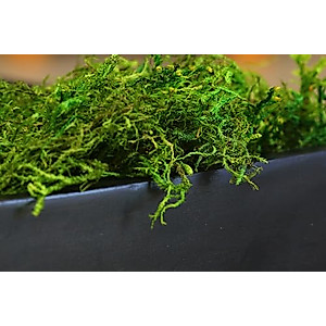 SuperMoss (25320) Forest Moss Preserved, Fresh Green, 2oz