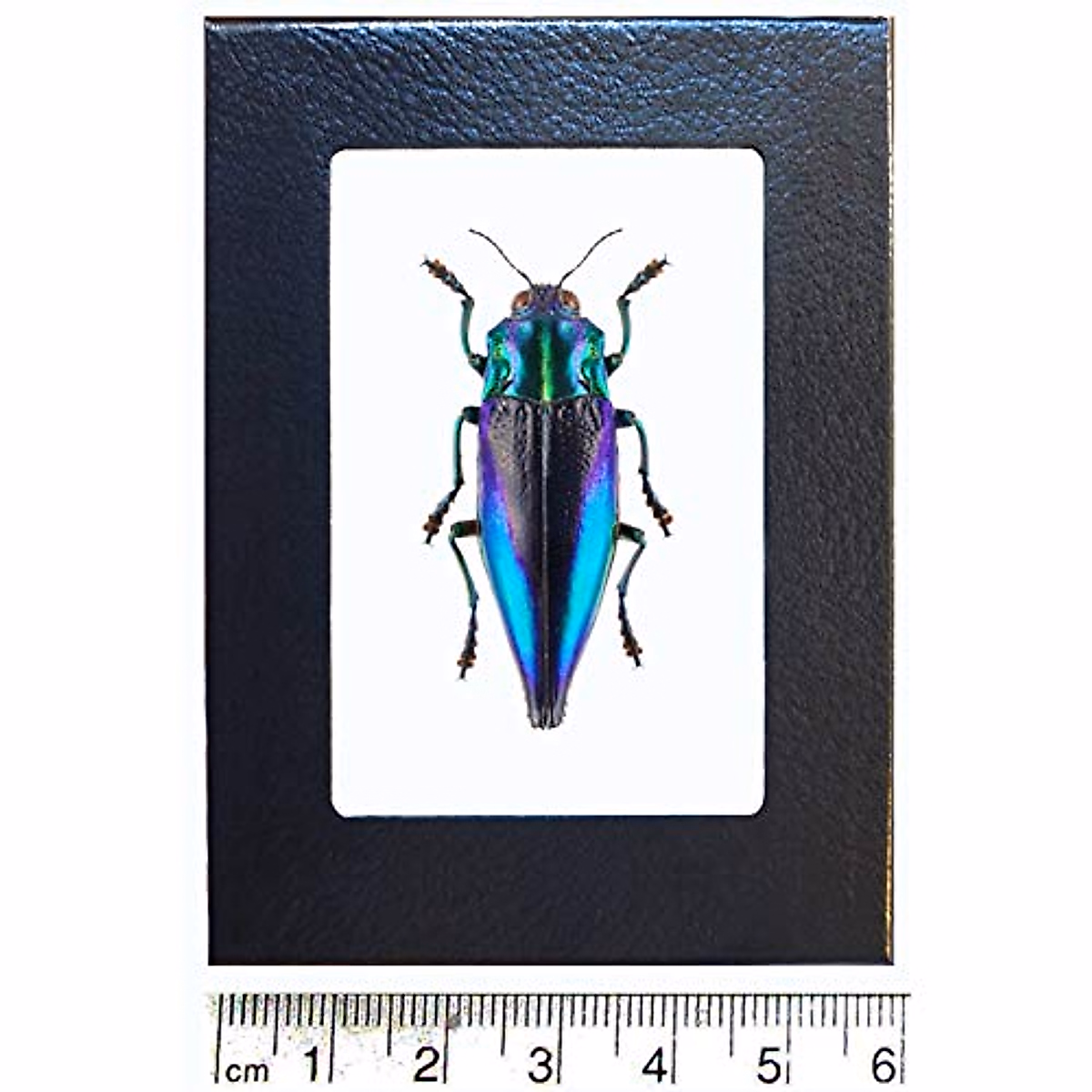 BicBugs Cyphogastra calepyga Blue Violet buprestid Beetle Indonesia Framed