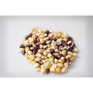 Amish Country Popcorn | 2 lb Bag | Rainbow Popcorn Kernels | Old Fashioned, Non-GMO and Gluten Free (Rainbow - 2 lb Bag)