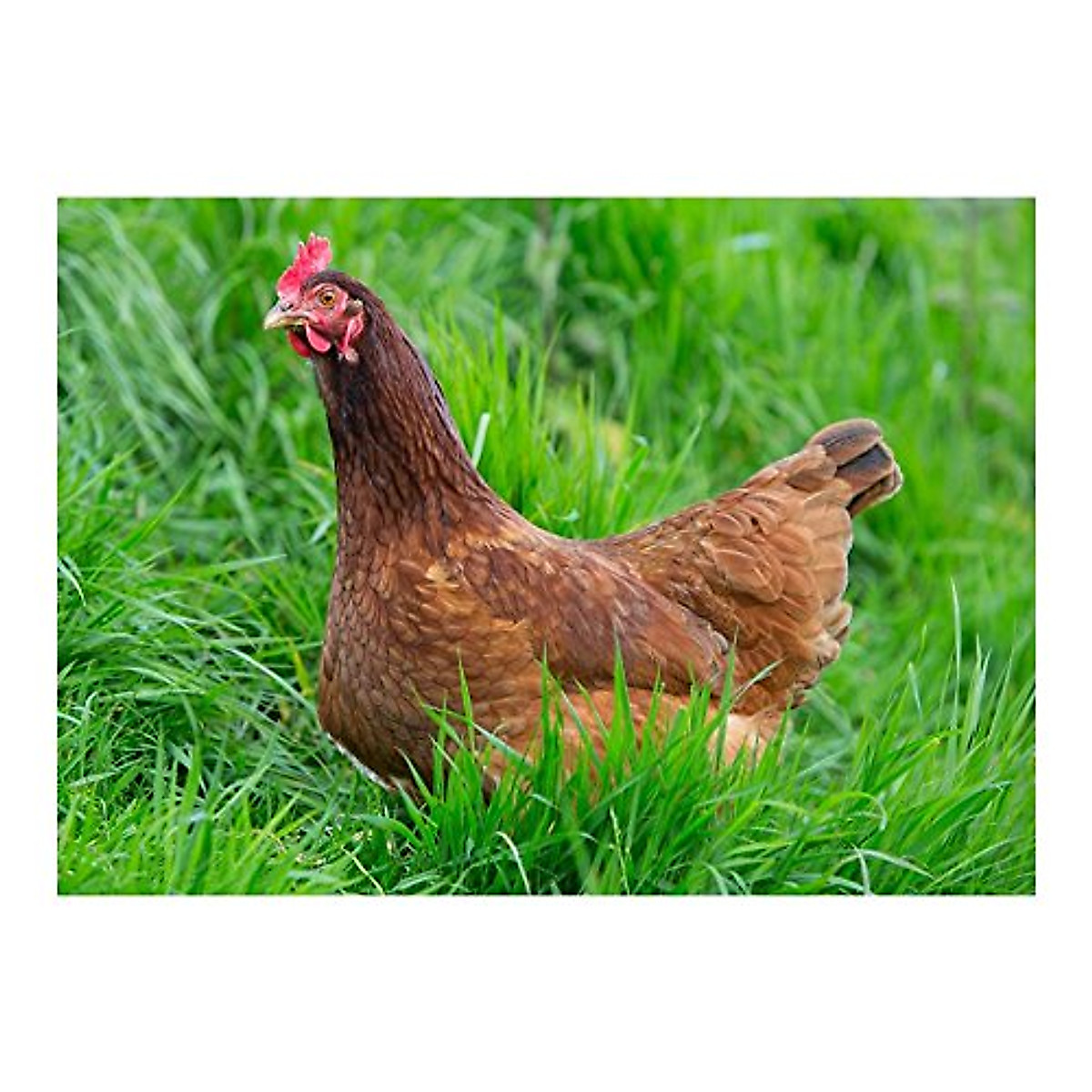 Chicken Forage 2 oz, or 25 SQ FT Seeds for Healthy Hens & Eggs C4 Check Out The Fodder, Plot and Forage Seed Selection in Our Store! Zellajake Farm and Garden