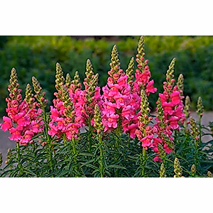Snapdragon Seeds, 5000 Flower Seeds Per Packet (NOTSWOH's Seeds)