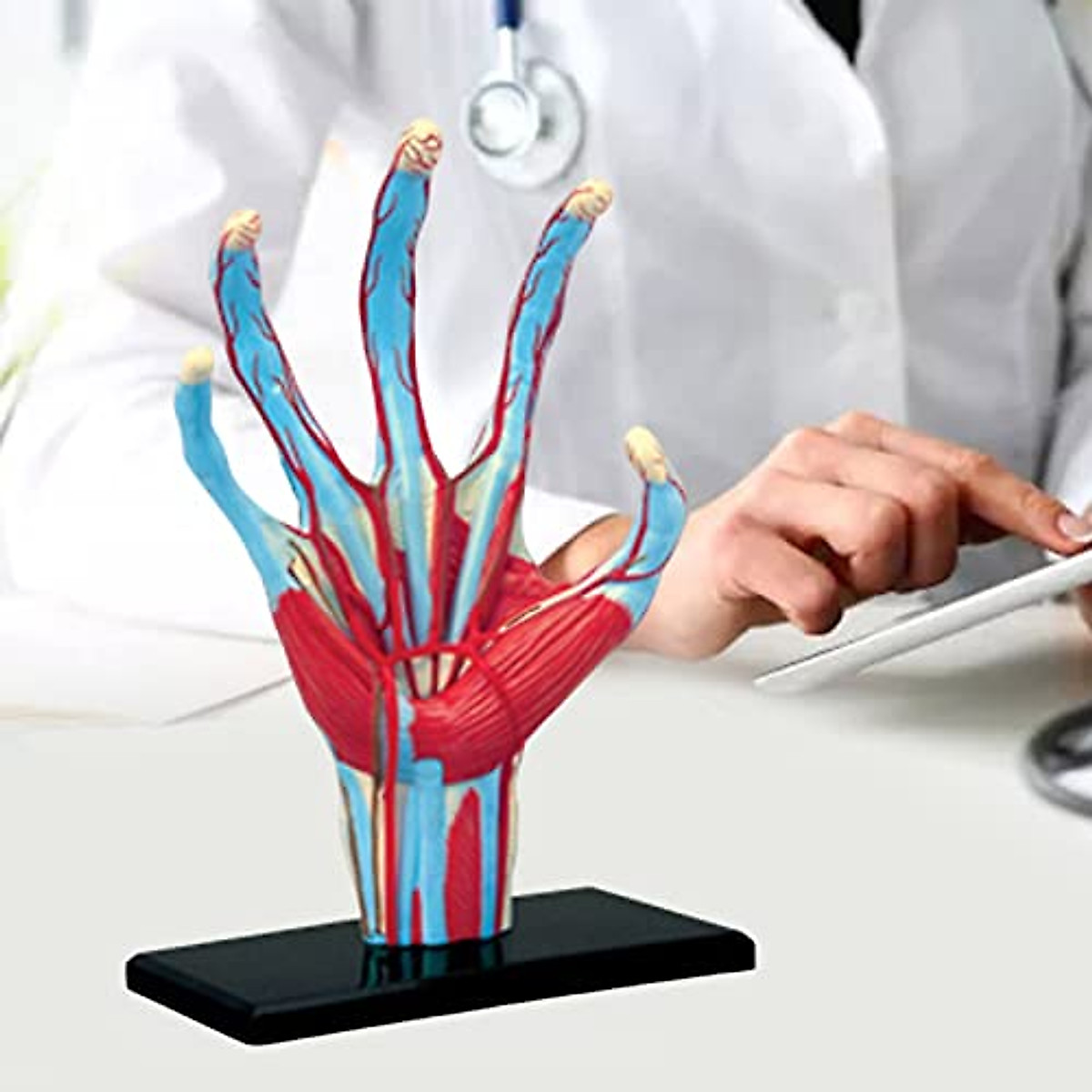 Human Hand Skeleton Model Anatomical Model Anatomy DIY Gift Children Puzzle Educational Model Internal Organs Model Human Hand Model Anatomical Models Of The Human Hand For Students Hand Anatomy Model