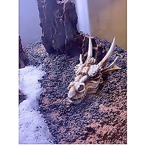AzjioLi Aquarium and Fish-Tank Decorations Reptile-Hide Terrarium-Décor - Dragon Imitation Skull Model(Medium)