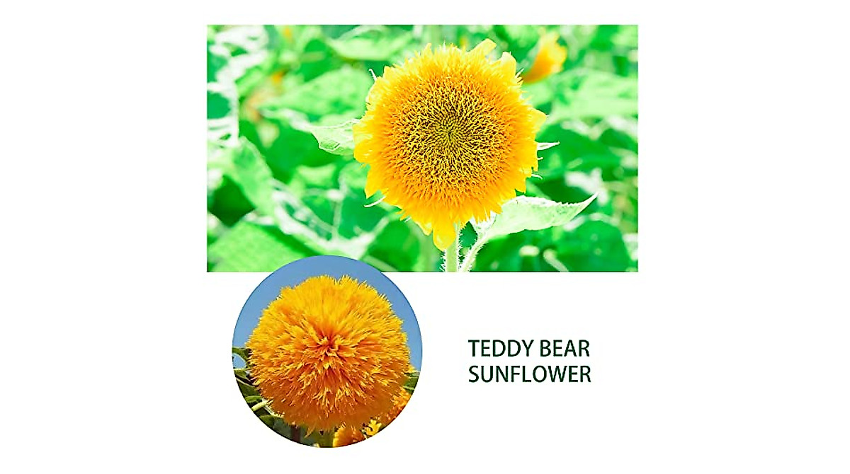 1000+ Sunflower Seeds - Great for Garden Planting
