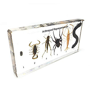 (6 Arthropods) Arthropod（Tardigrade） Representatives Paperweight Science Classroom Specimens for Science Education(6.5x3x1 Inch)