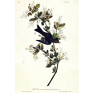 Wood Pewee. From"The Birds of America" (Amsterdam Edition)