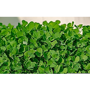 Sadaf Dried Fenugreek Leaves - Kasoori methi leaves- Kosher and Halal - 2 oz bag