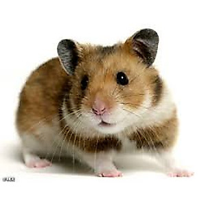 Rodent Pet Food 2 Pounds for all Types of Rodents Complete Diet Mice Rats, Gerbils Hamsters Squirrels Blocks for all Your Large or Small Rodent Needs No Dust Harlan 8640 Teklad Bulk